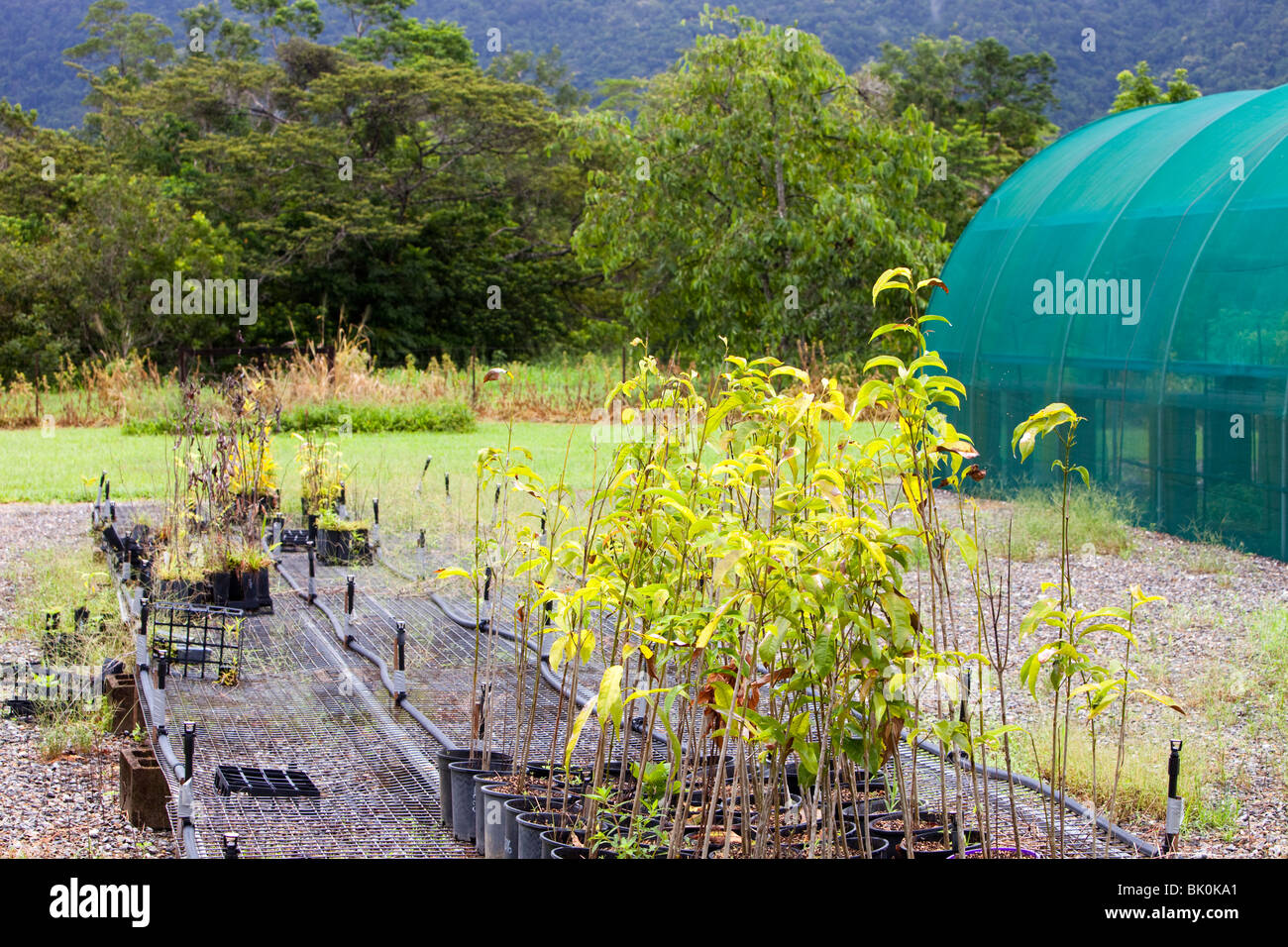 Growing rain forest trees at the Rain Forest Foundation in the Daintree ...