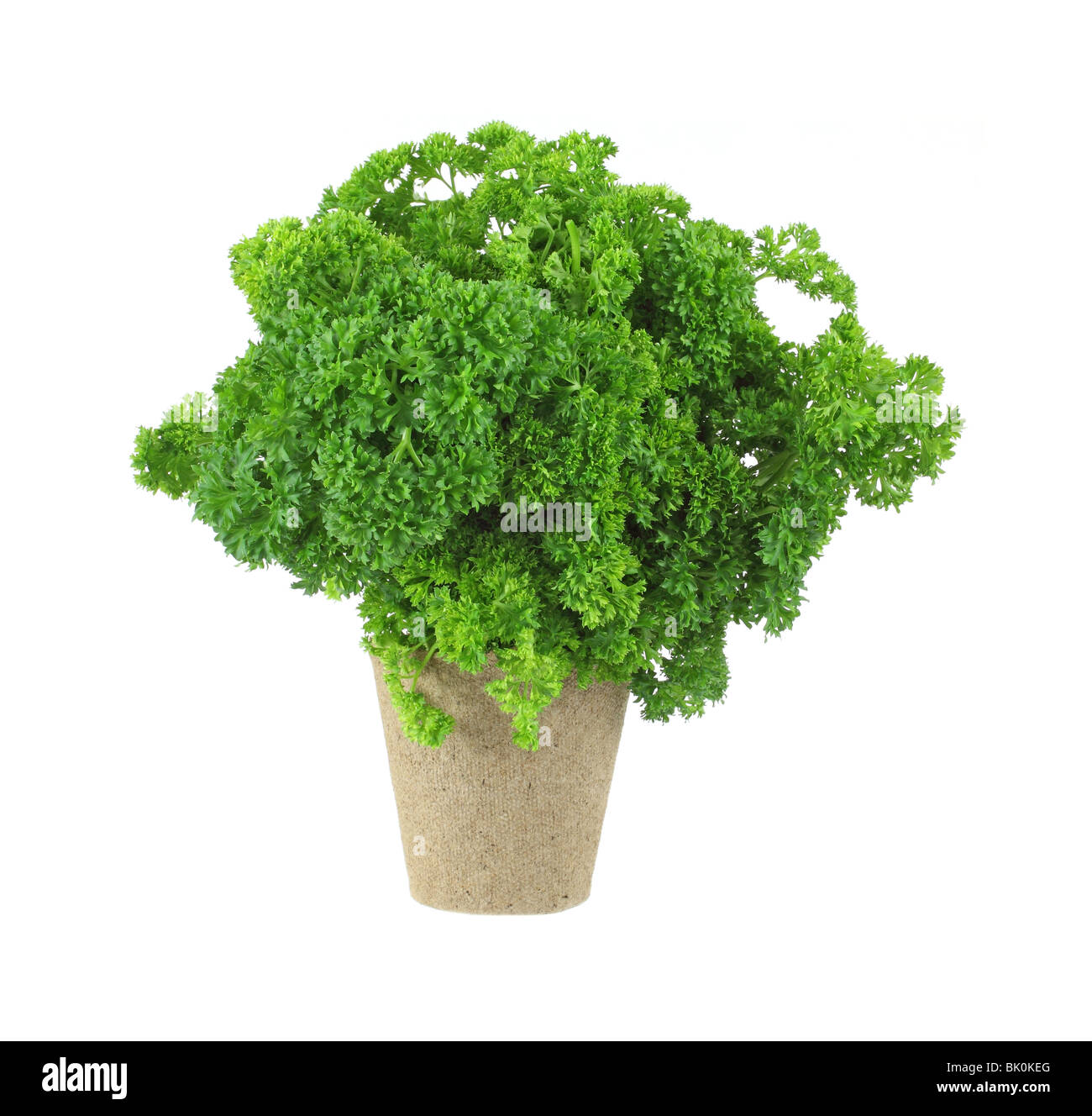 Curly parsley hi-res stock photography and images - Alamy