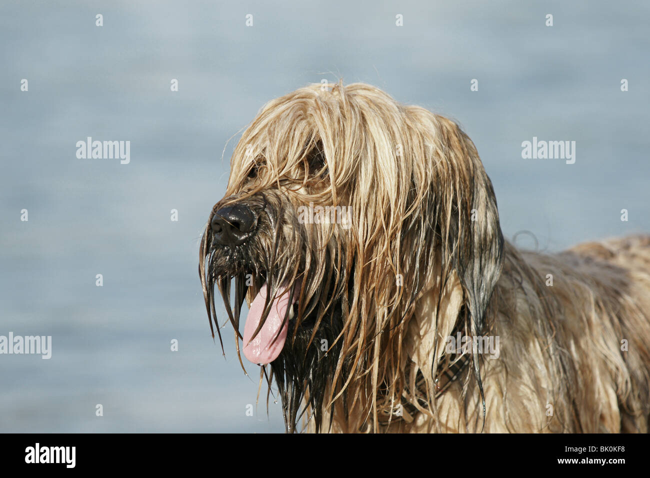 Berger de brie portrait hi-res stock photography and images - Alamy