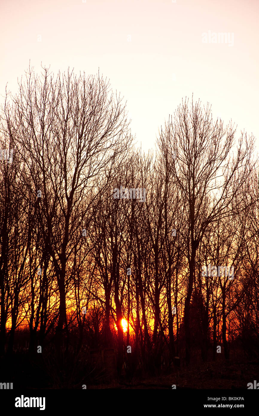 English forest sunset hi-res stock photography and images - Alamy