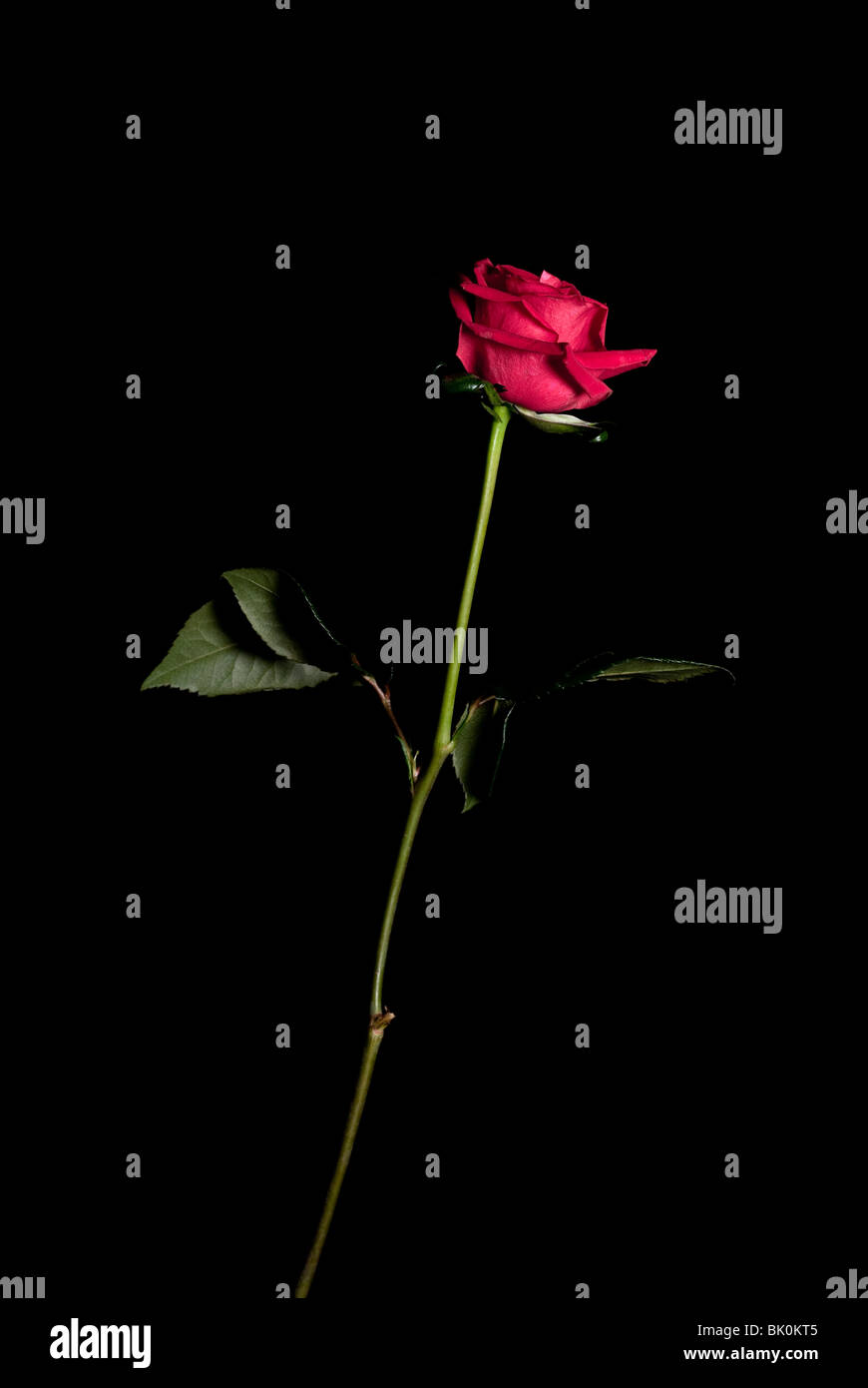 simple red rose on a black background Stock Photo - Alamy