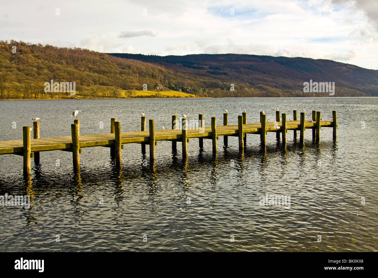 Black Headed Gulls sitting on the posts of a boat jetty on Lake ...