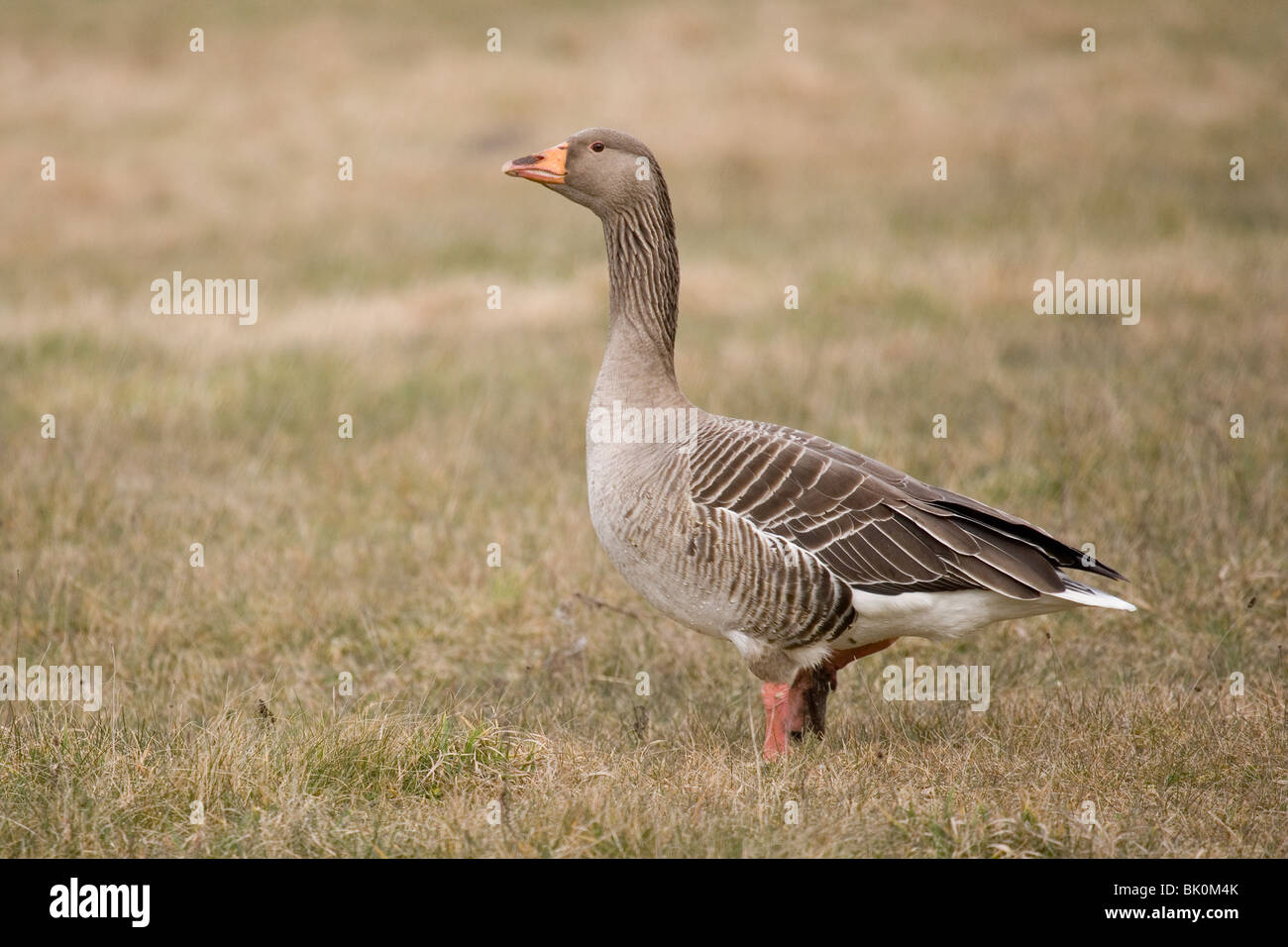 Single goose hi-res stock photography and images - Alamy