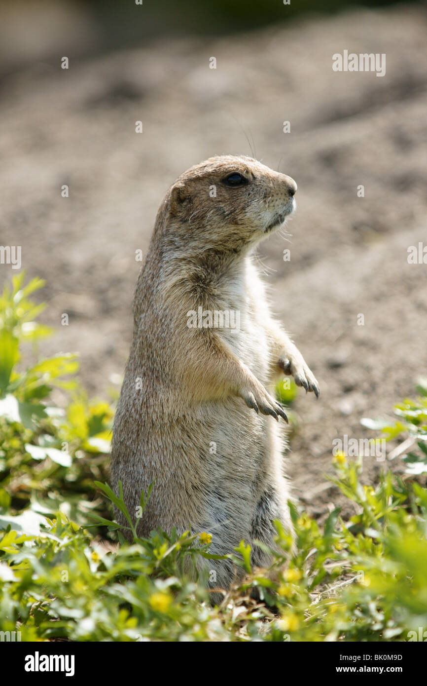 Prairie dogs and grass hi-res stock photography and images - Alamy