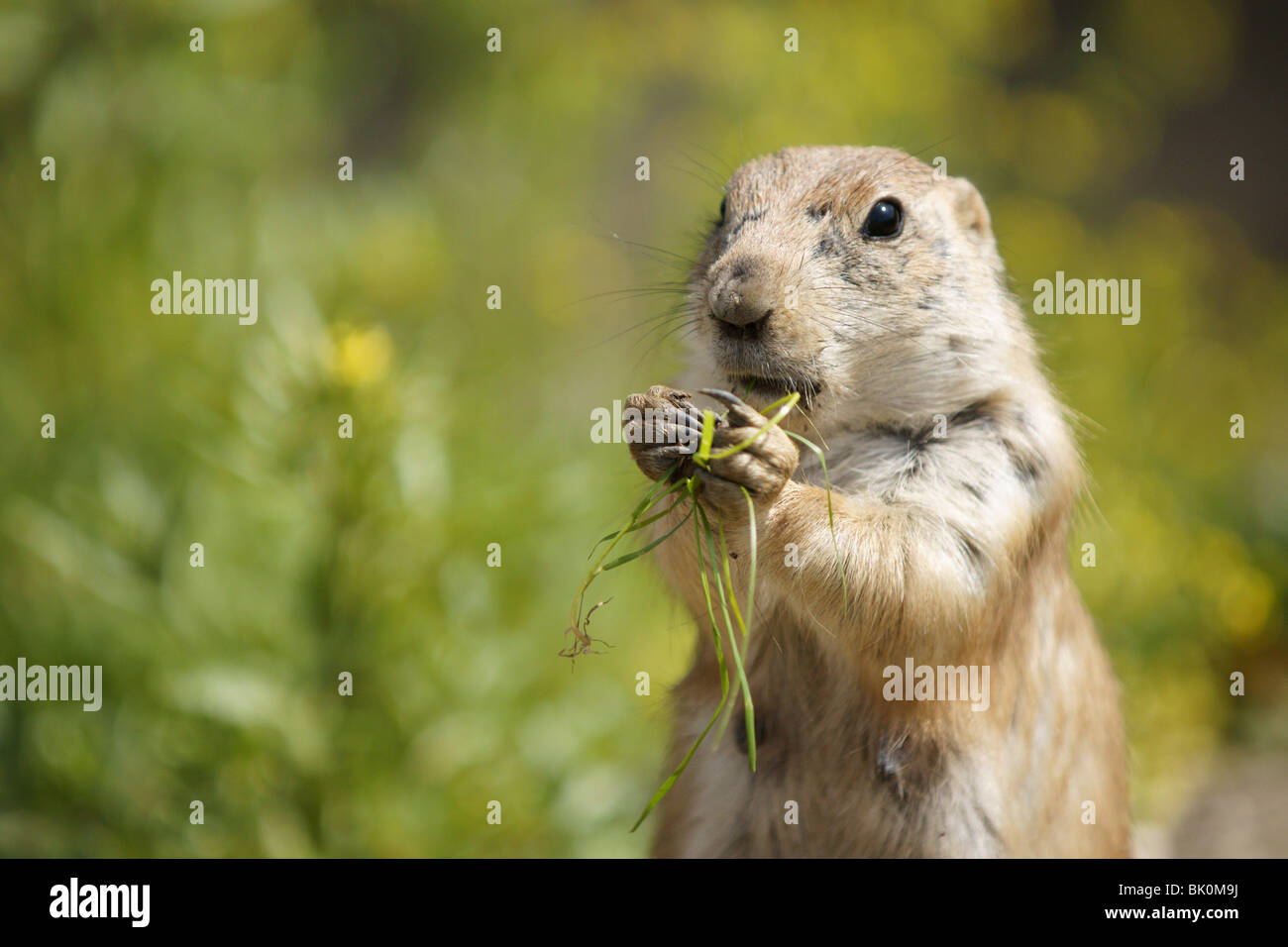 Prairie dogs and grass hi-res stock photography and images - Alamy