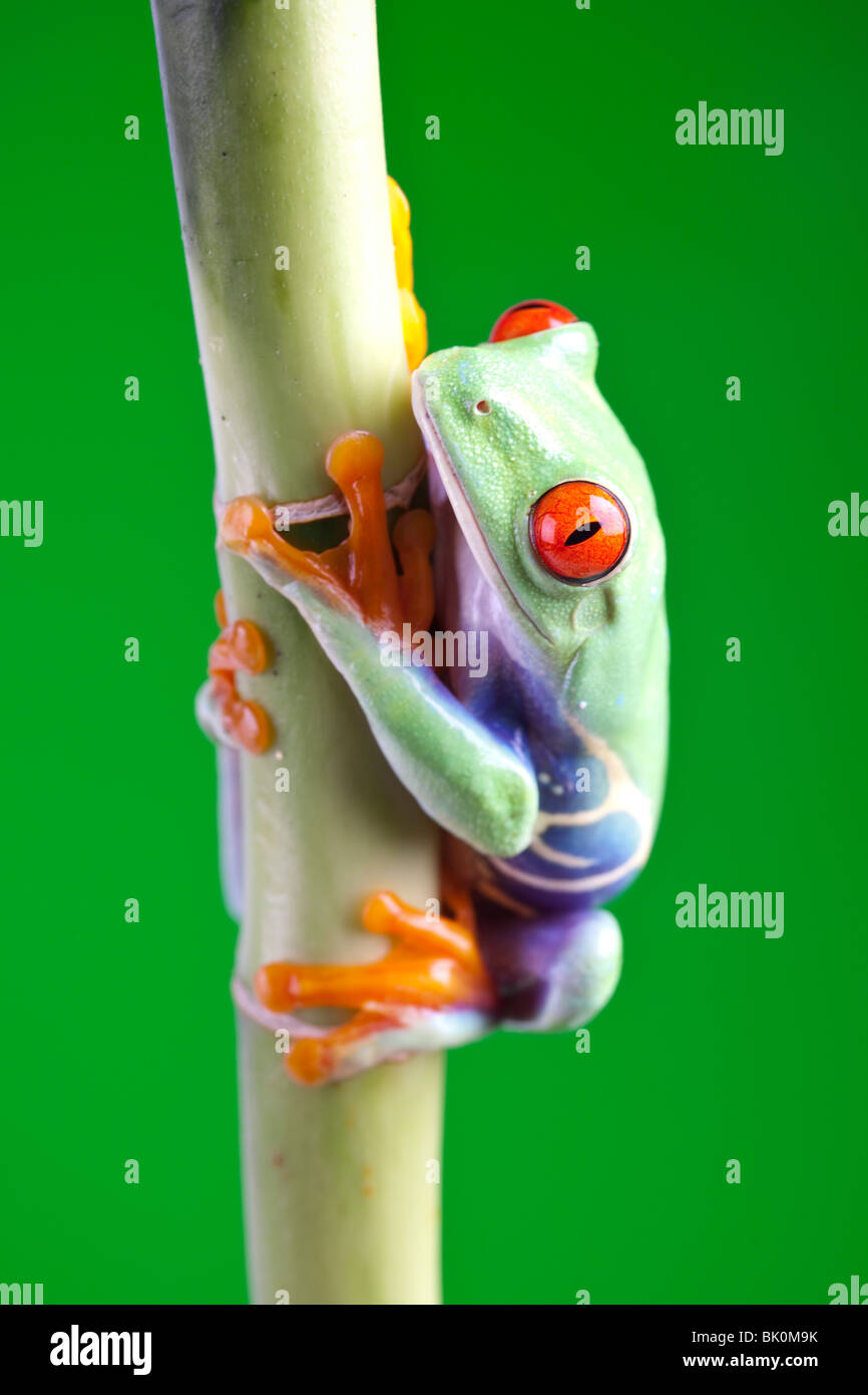 Bamboo tree frog hi-res stock photography and images - Alamy