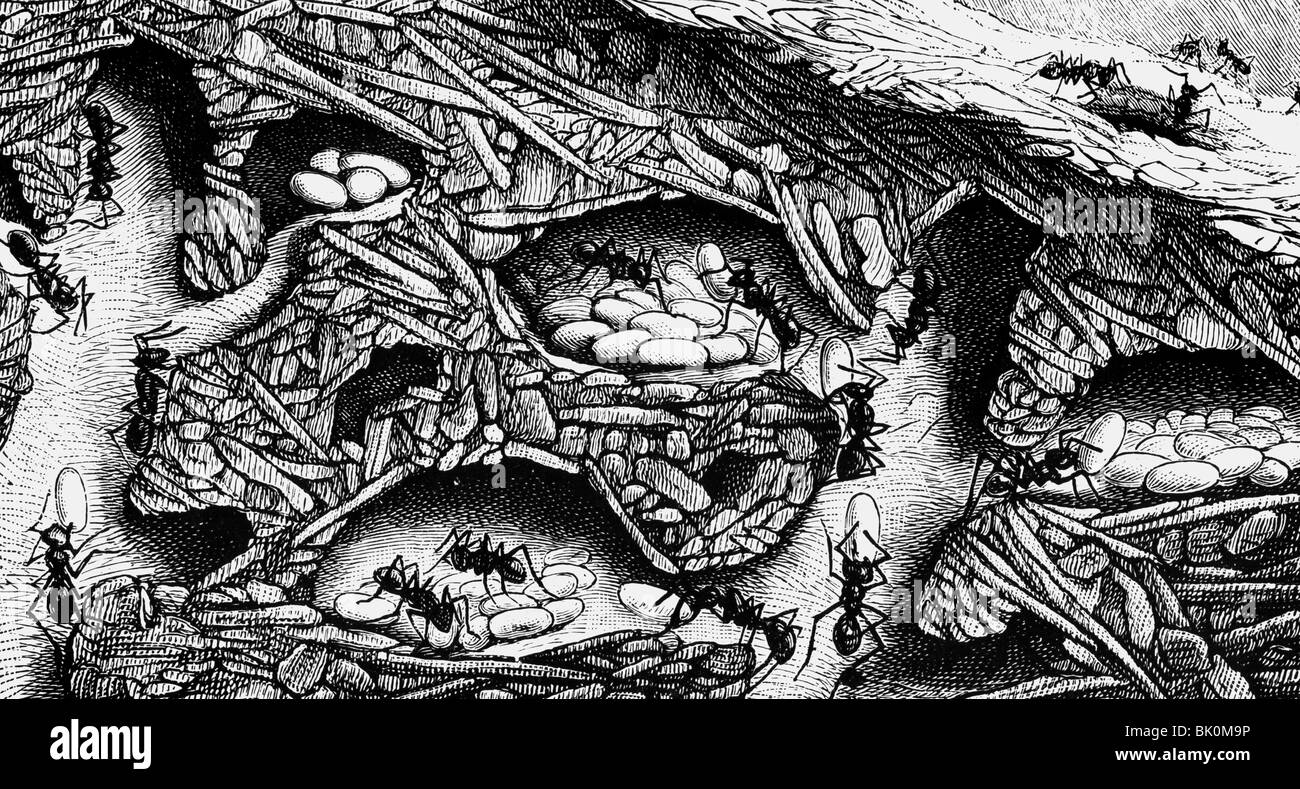 Section through an anthill hi-res stock photography and images - Alamy