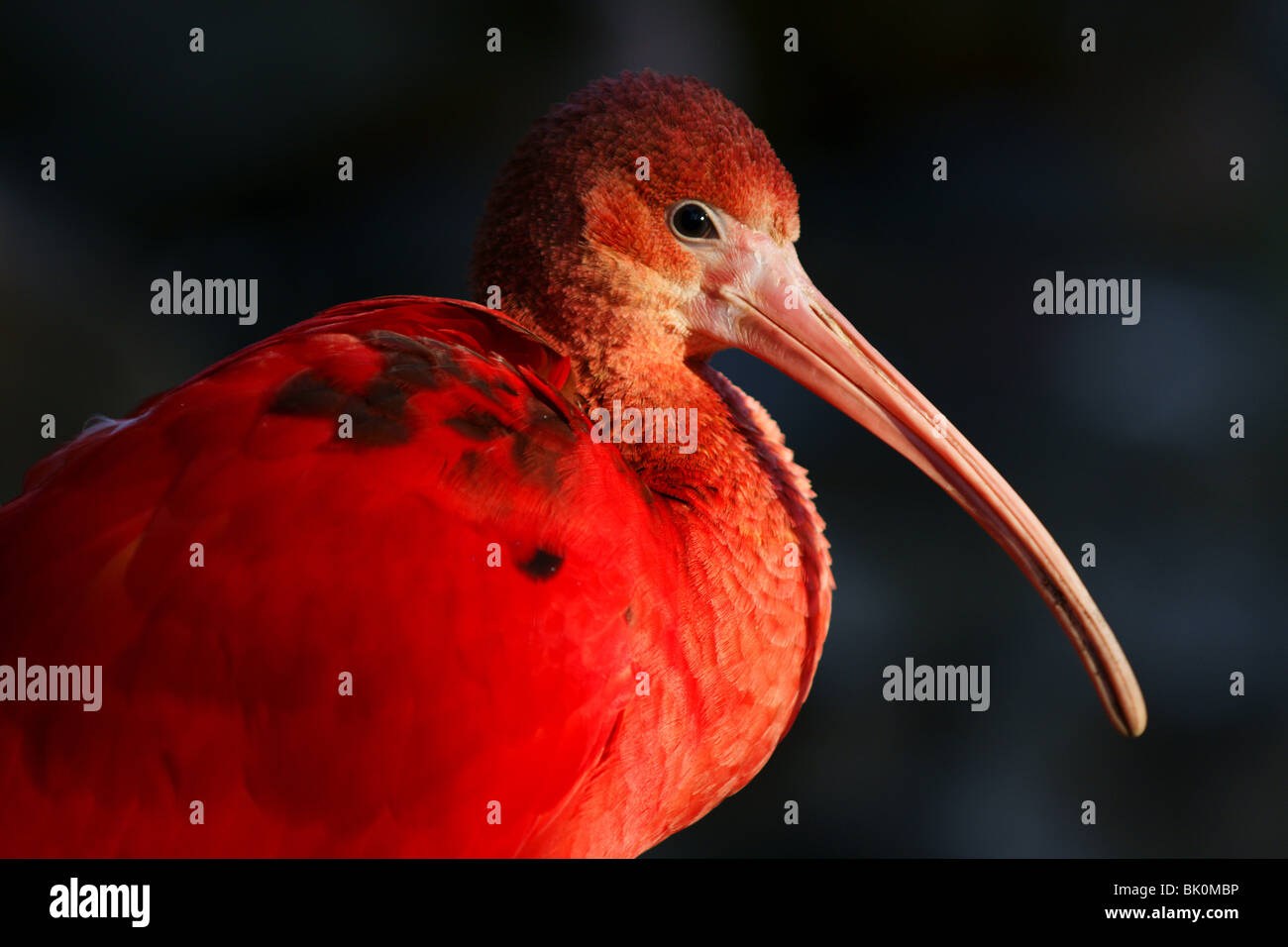 Scarlet red head hi-res stock photography and images - Alamy