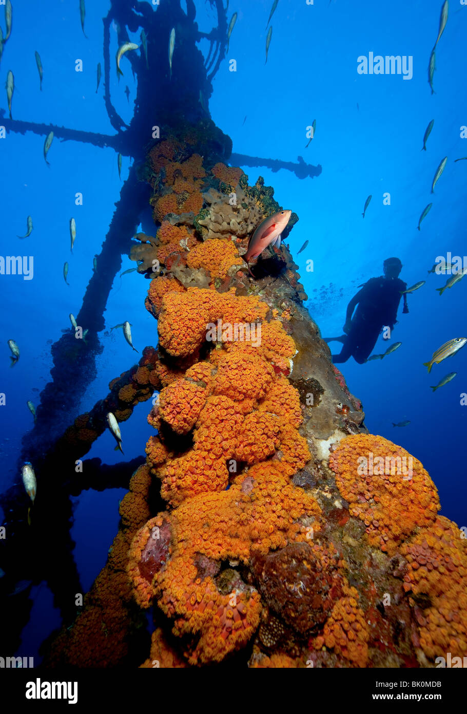 Male scuba diver is framed by the mast leading to the crow's nest on ...