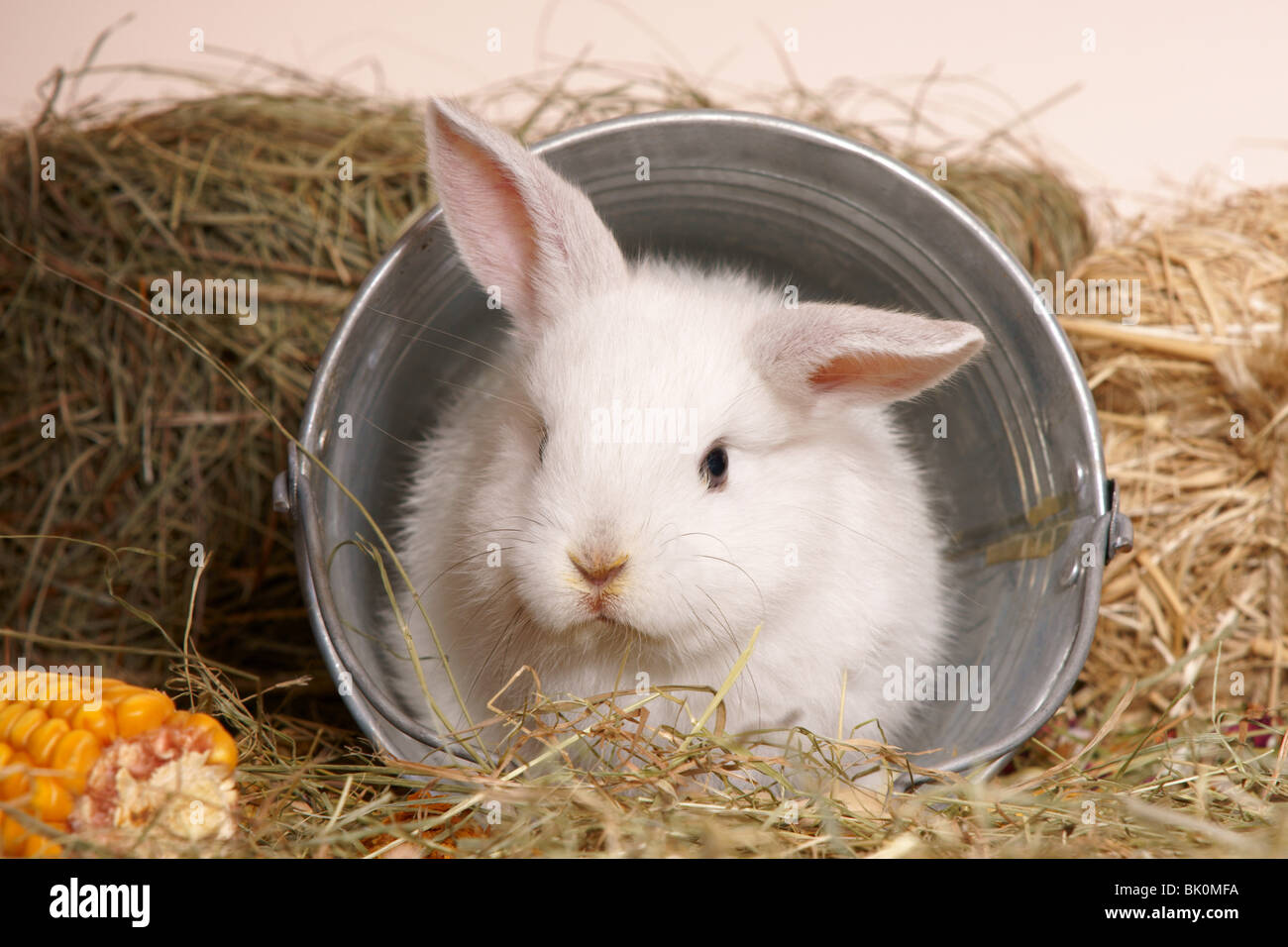 young pygmy bunny Stock Photo - Alamy