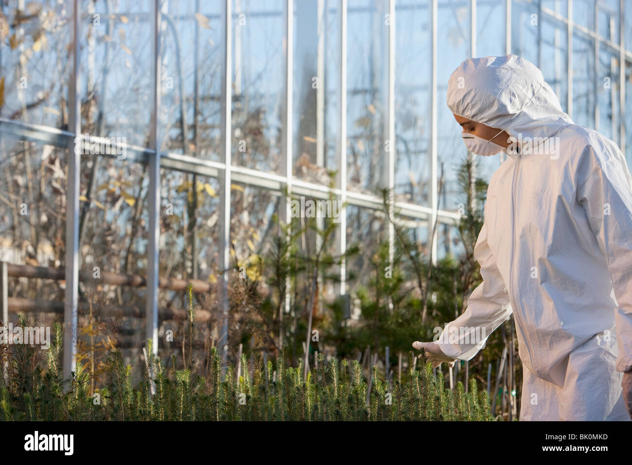 Scientist in clean suit working in greenhouse Stock Photo - Alamy