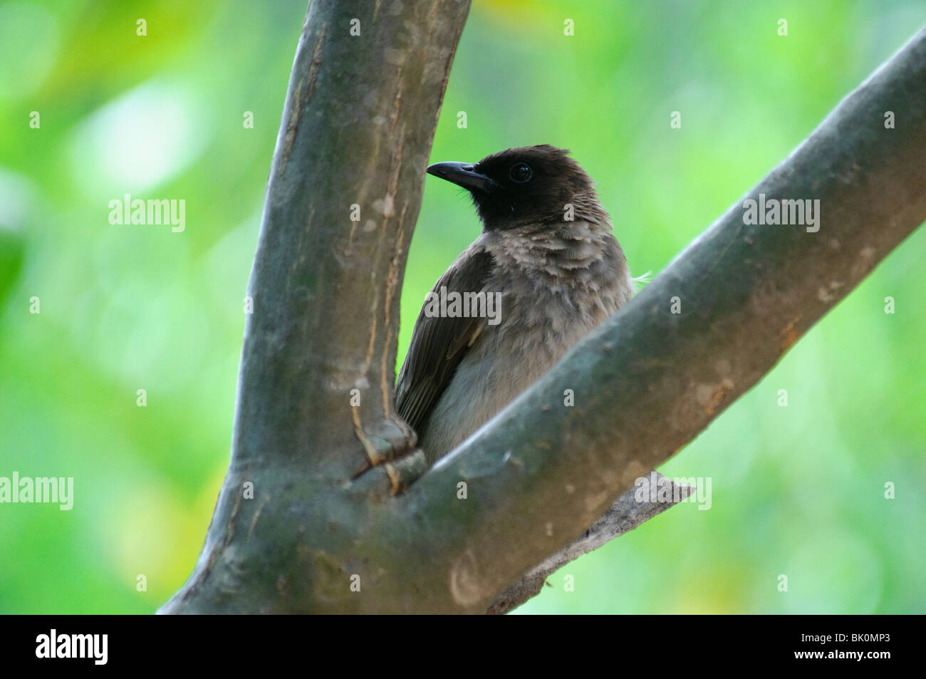 Common Bulbul Pycnonotus barbatus tricolor sitting in a tree Stock ...