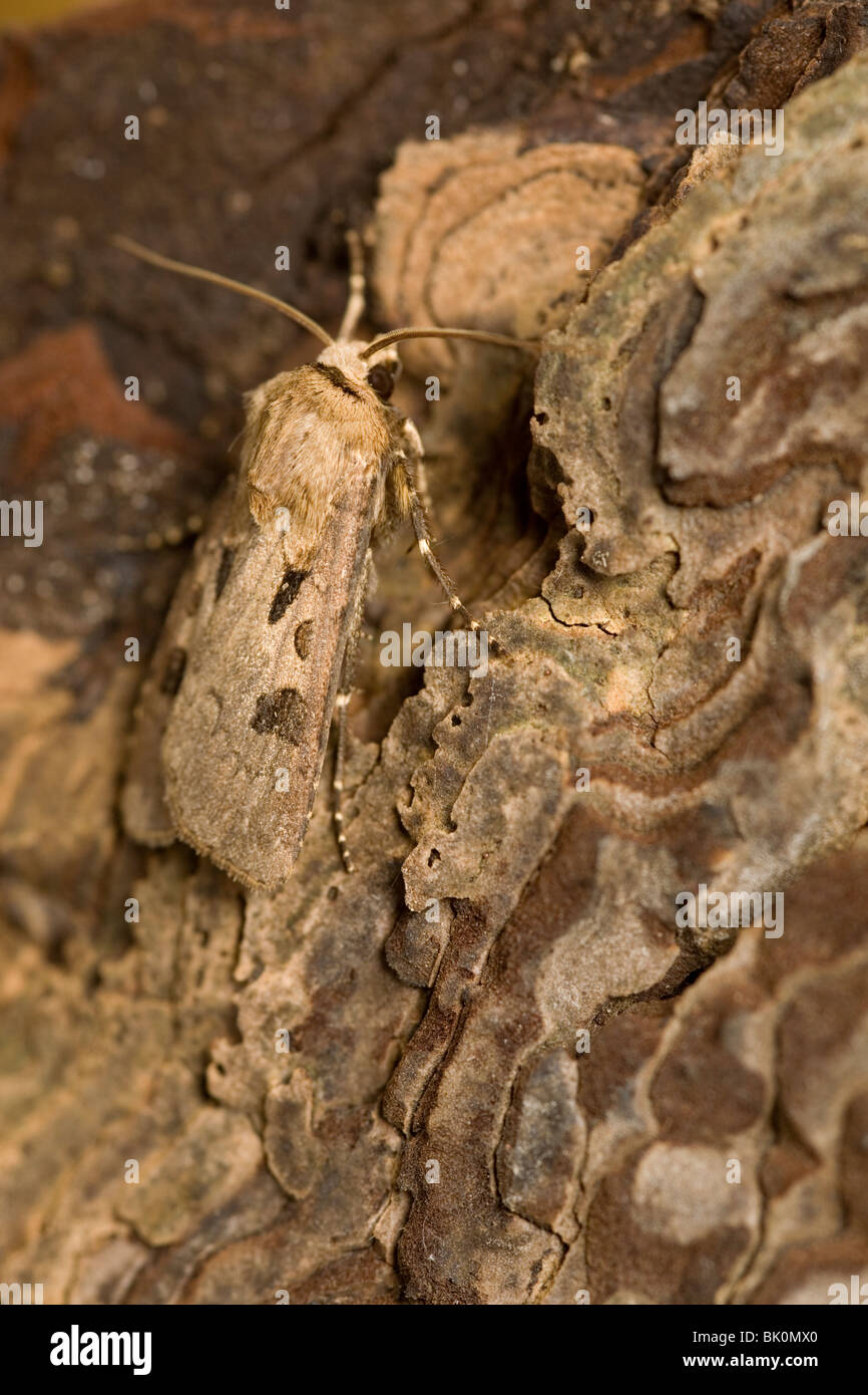Heart moth hi-res stock photography and images - Alamy
