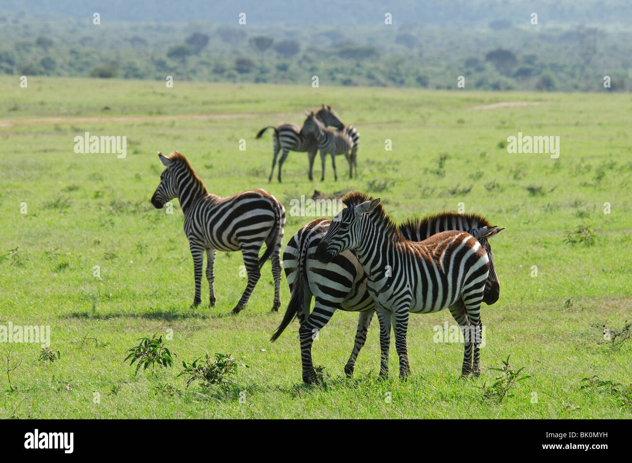 African grassland hi-res stock photography and images - Alamy
