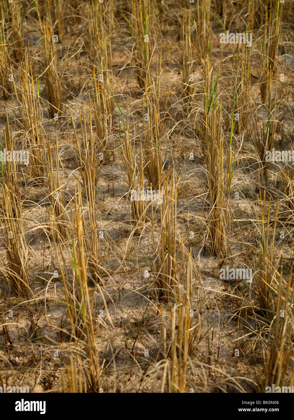 Rice stalks after the harvest Stock Photo - Alamy