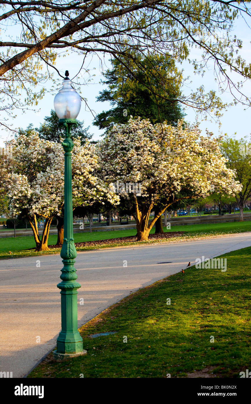 Dc tree hi-res stock photography and images - Alamy