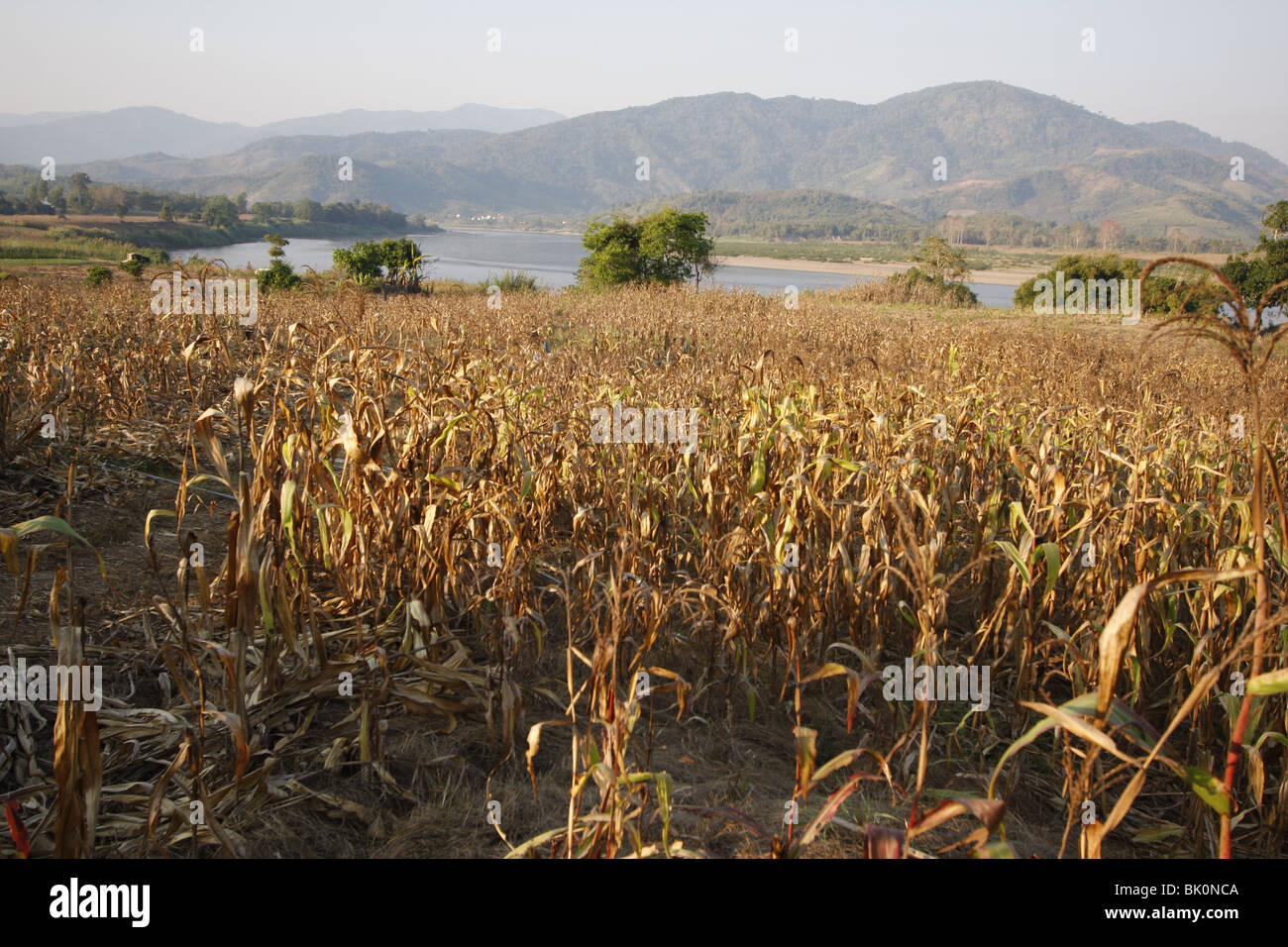 Corn fields by the Mekong River in the Golden Triangle near Chiang Saen ...