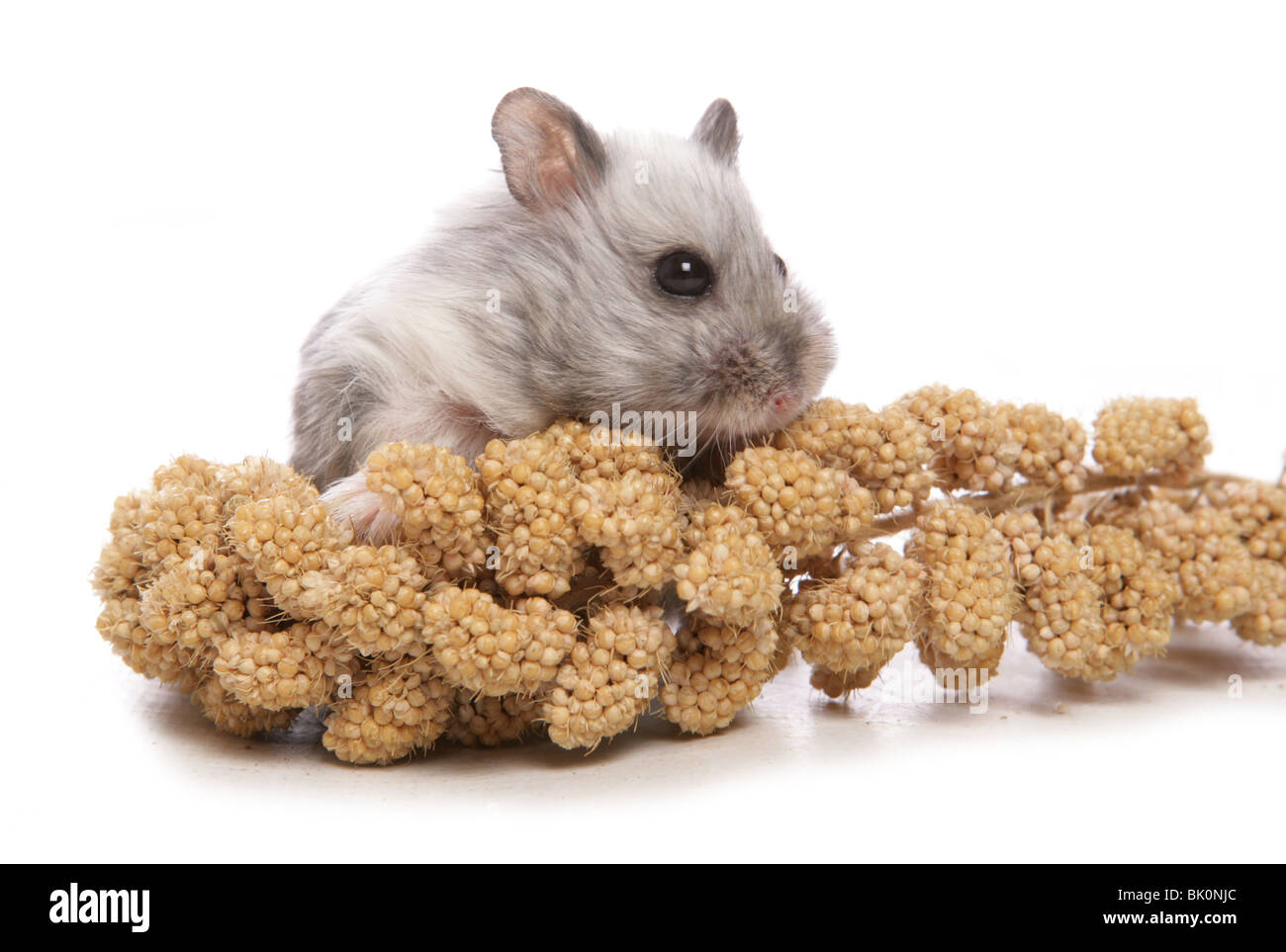 Dwarf Campbell Russian Hamster Portrait of single adult male Studio, UK ...
