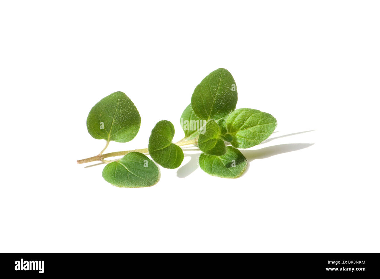 Close-up of oregano sprig on white background Stock Photo - Alamy