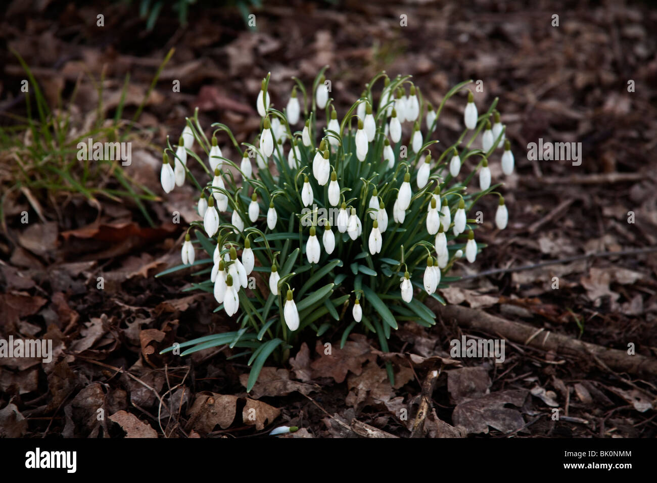 Galanthus plants hi-res stock photography and images - Alamy