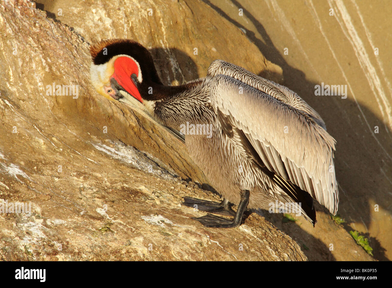 Preening feathers hi-res stock photography and images - Alamy