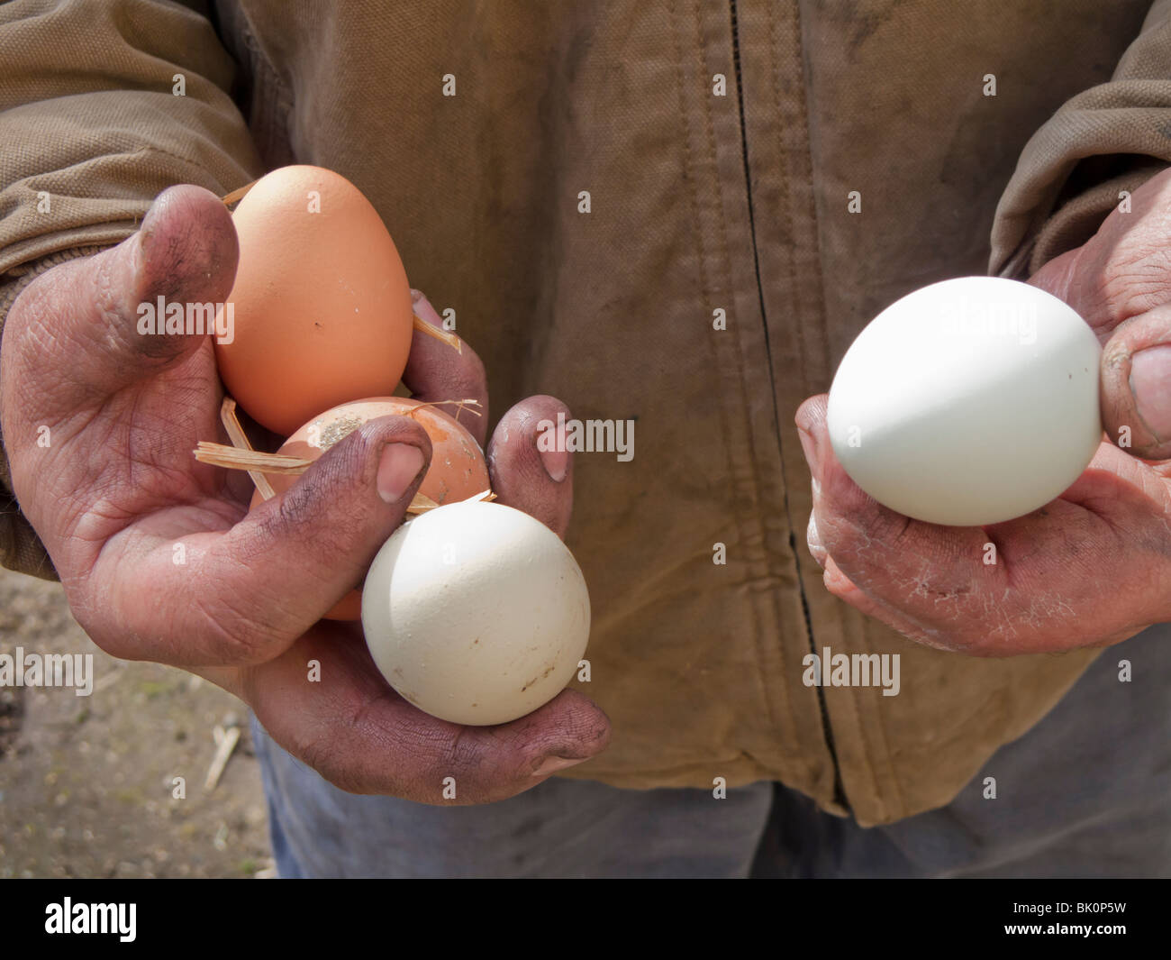 Man holding fresh chicken eggs in both hands Stock Photo - Alamy