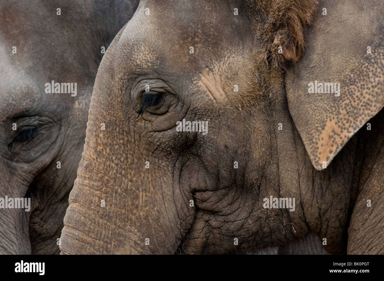 Two Indian elephants ((Elephas maximus Stock Photo - Alamy