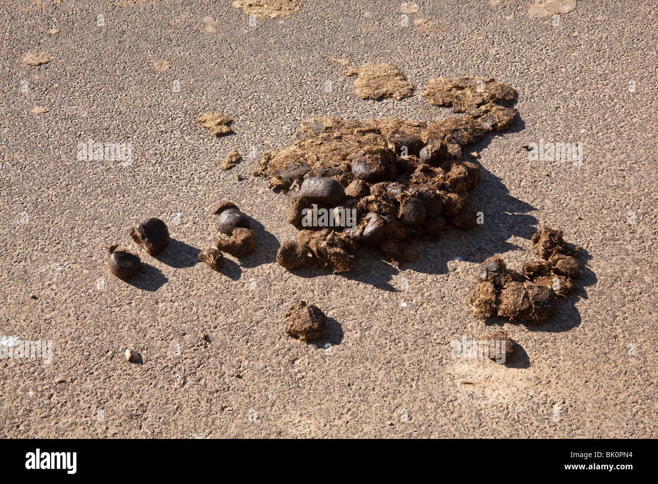 Horse poo hi-res stock photography and images - Alamy