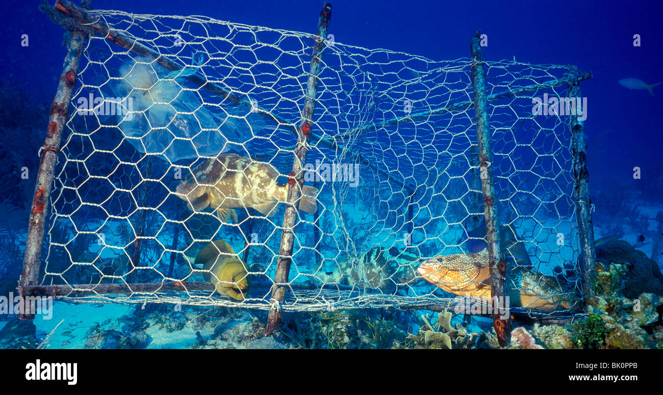 In years past, island locals used fish traps; tropical fish (such as ...