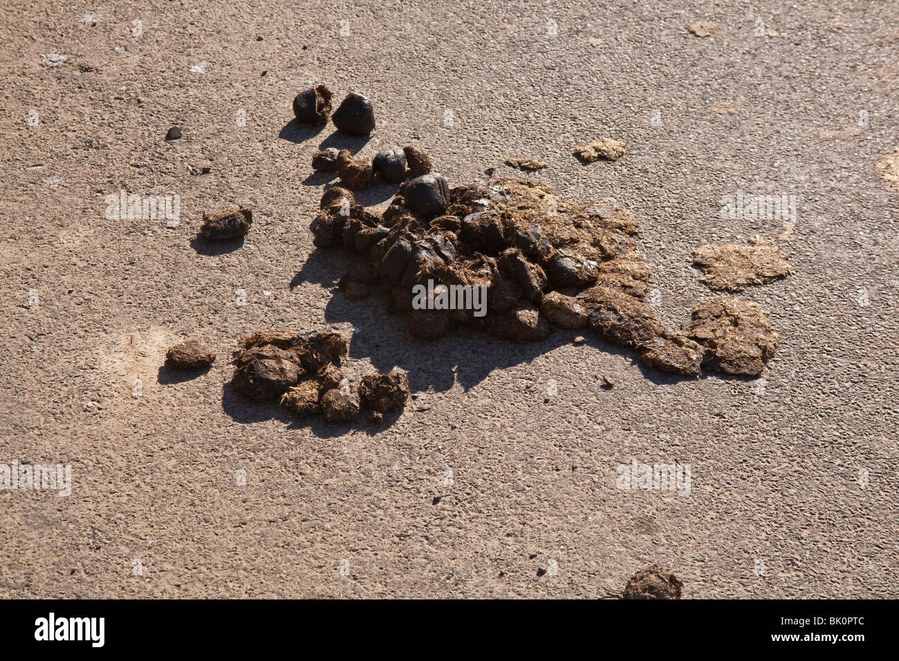 Horse poo road hi-res stock photography and images - Alamy