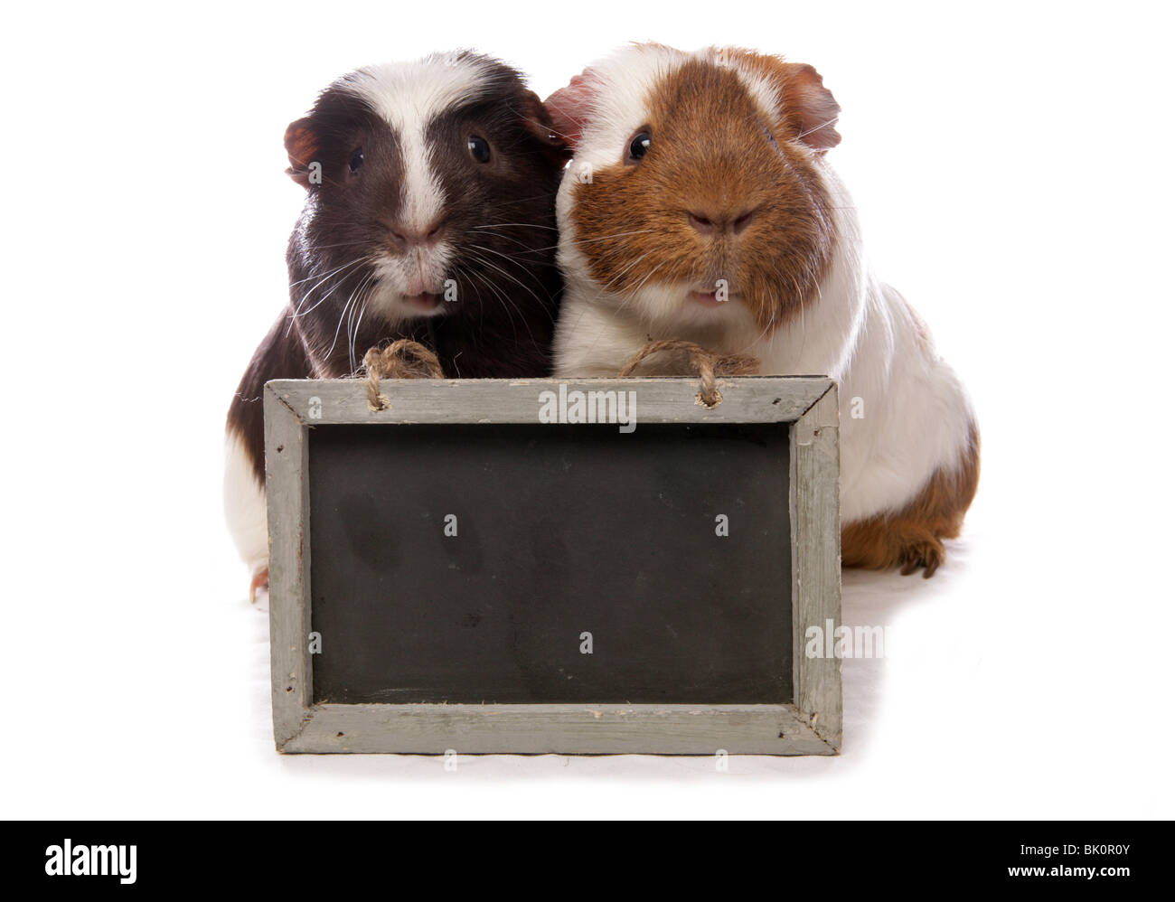 Domestic Guinea Pig Cavia porcellus Portrait of two adults resting on ...