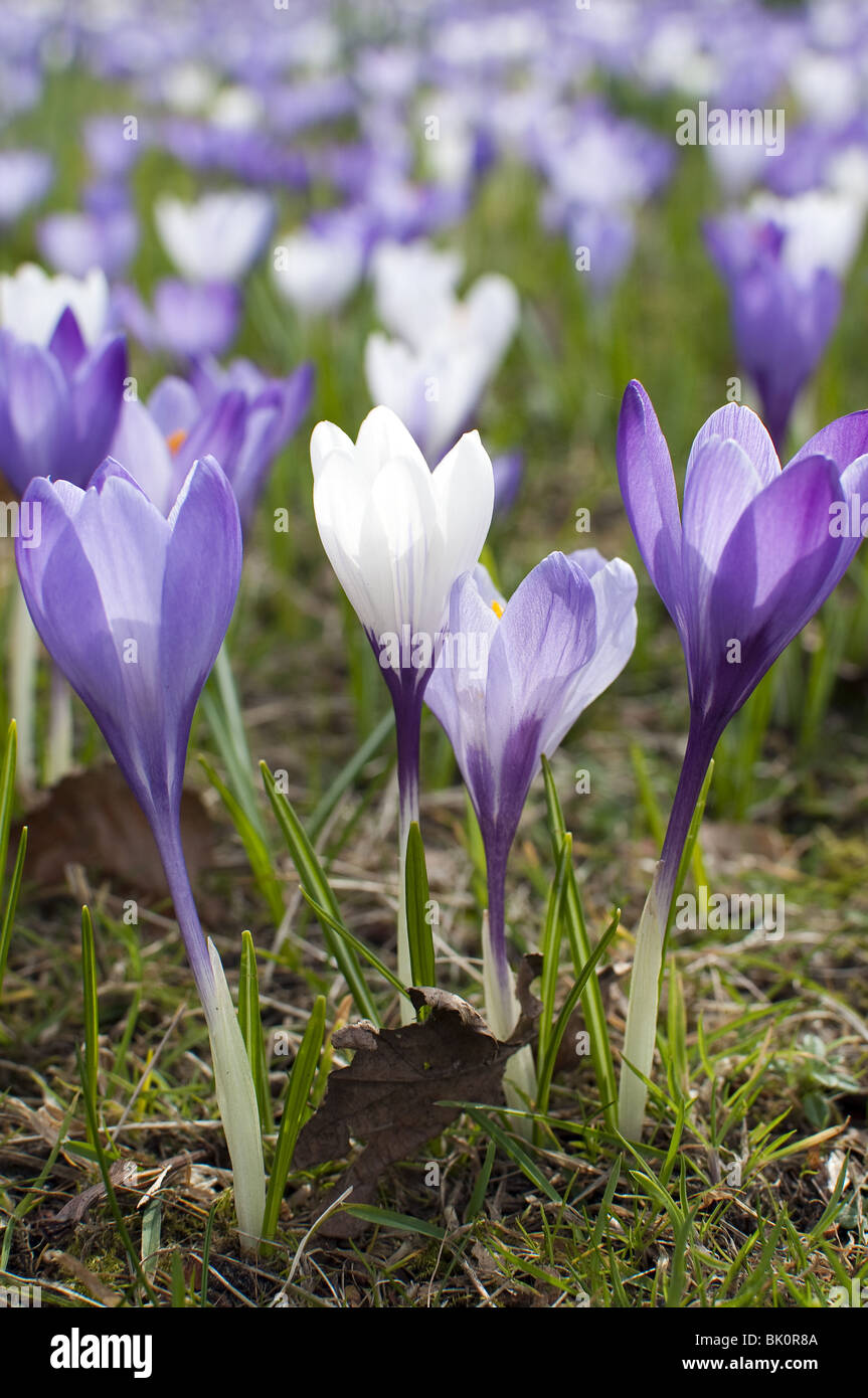 Purple Crocus Vernus Stock Photo - Alamy