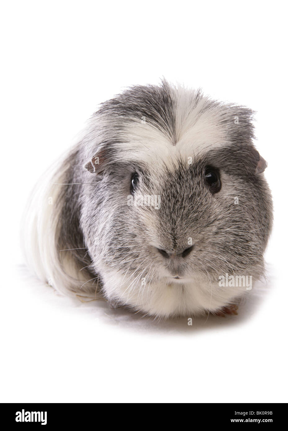 Domestic Guinea Pig Cavia porcellus Portrait of single adult Studio, UK ...