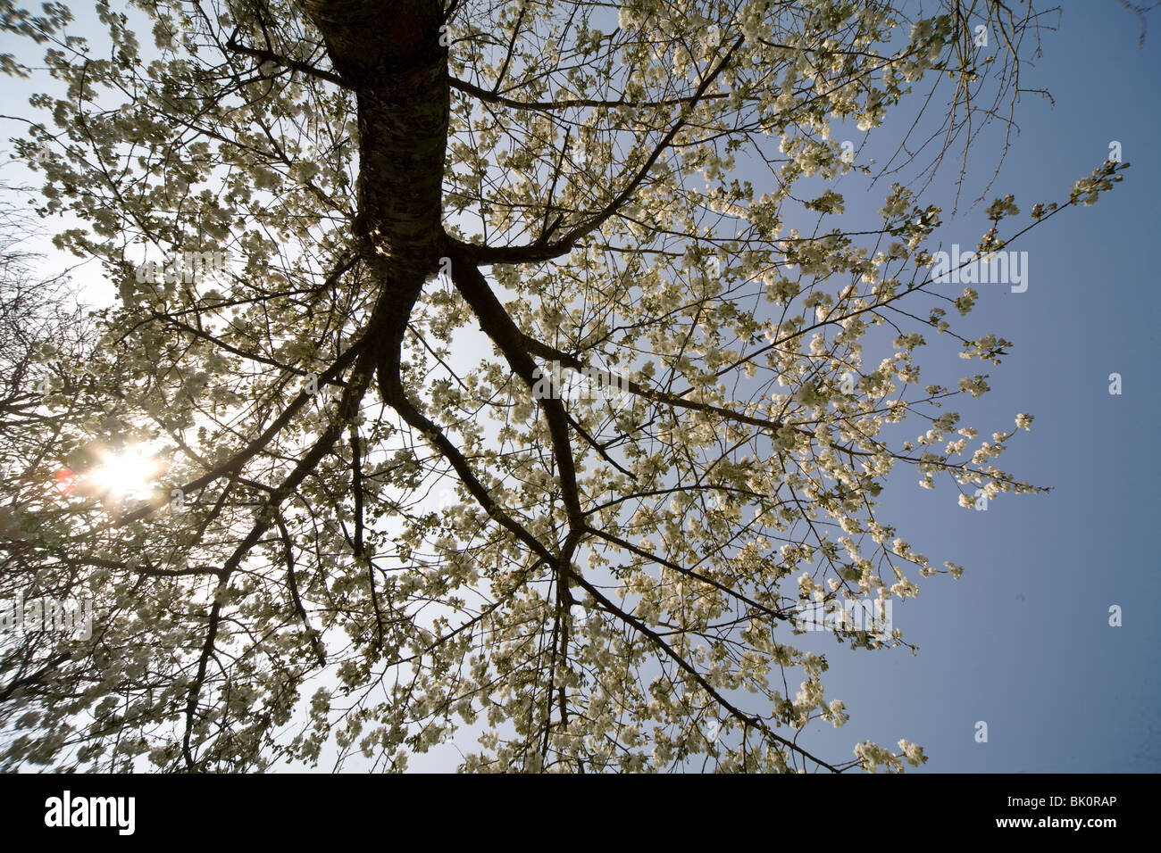 Tall Cherry Tree High Resolution Stock Photography and Images - Alamy