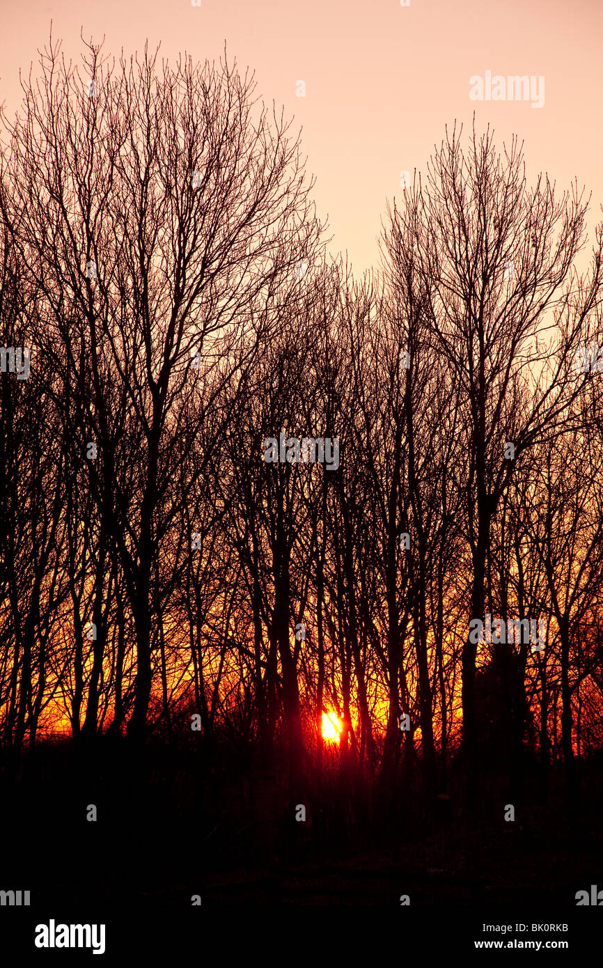 English forest sunset hi-res stock photography and images - Alamy