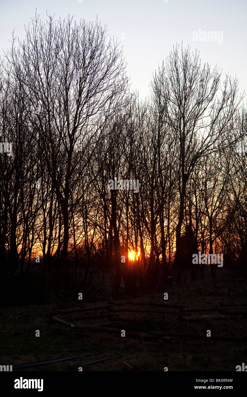 English forest sunset hi-res stock photography and images - Alamy