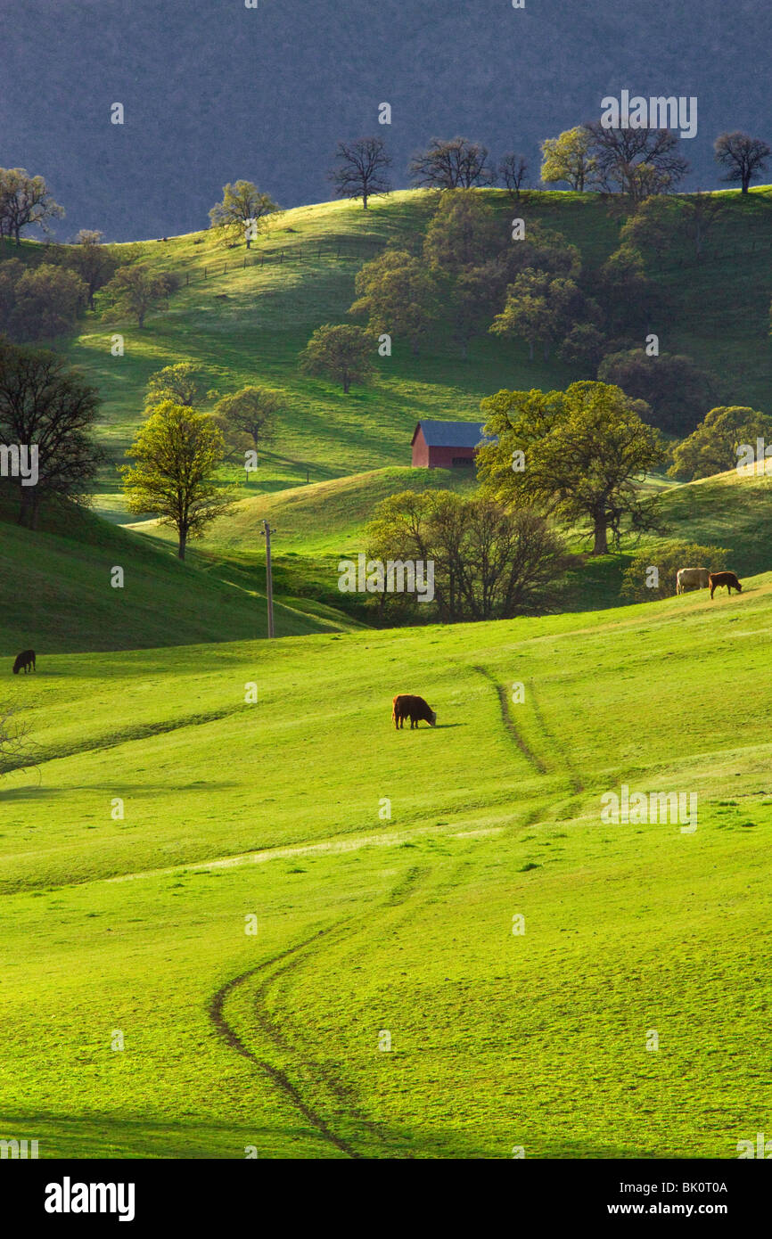 Spring in the oak woodlands in the foothills of the Sacramento Valley ...