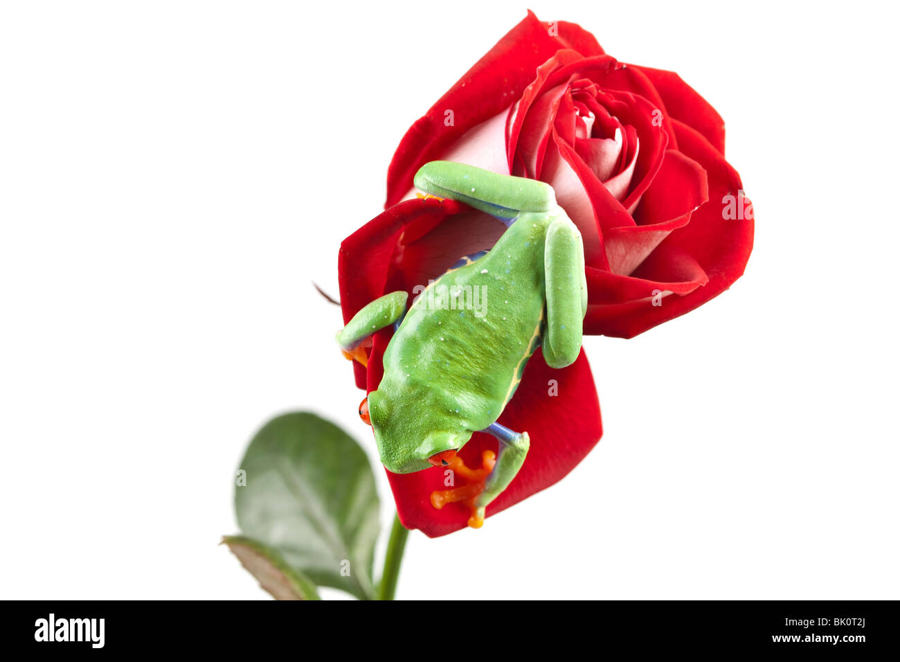 Red eyed tree frog sitting on flower Stock Photo - Alamy