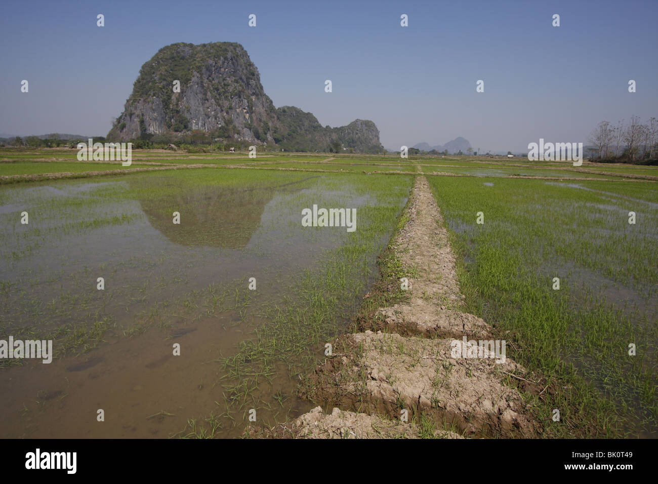 A carst stone rock formation amidst rice fields in Chiang Rai Province ...
