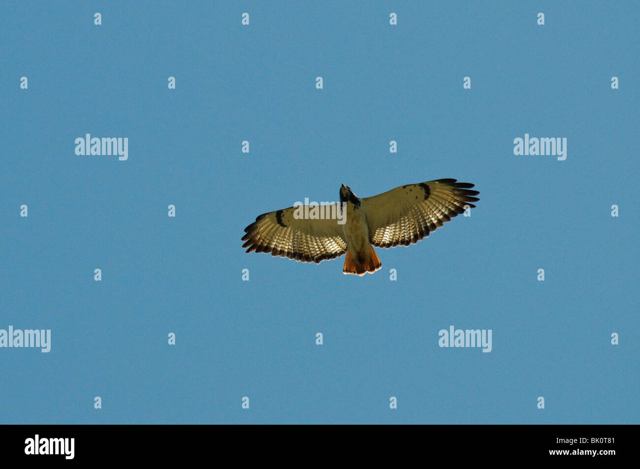 Augur Buzzard Buteo augur in flight Stock Photo - Alamy
