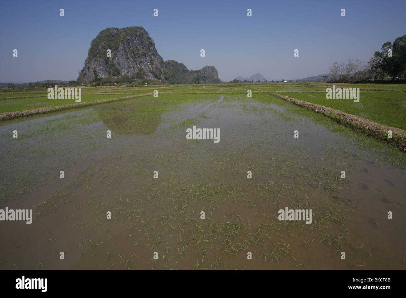 A carst stone rock formation amidst rice fields in Chiang Rai Province ...