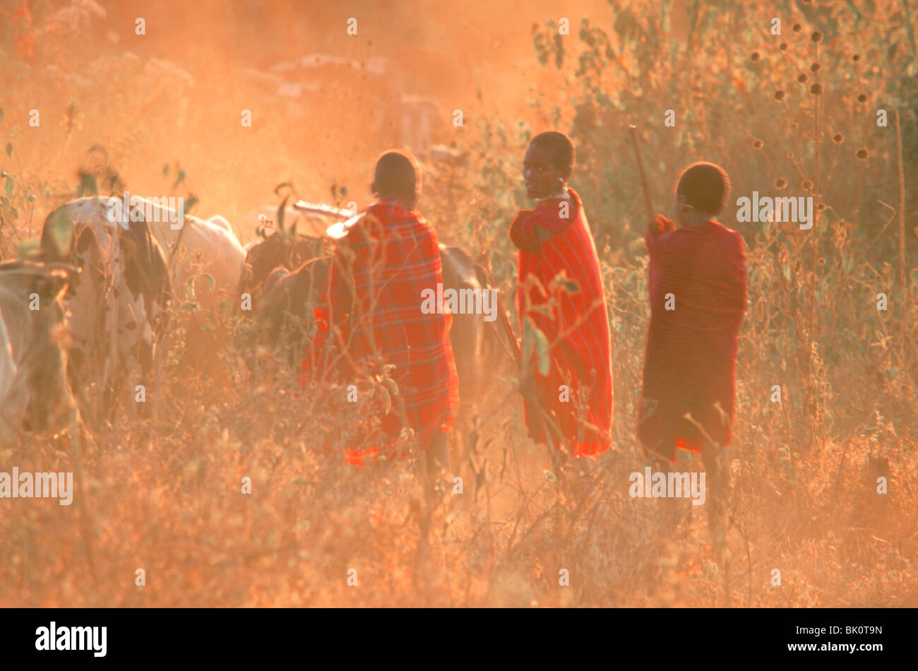Young Masai with their cattle herd at sunset, Tanzania Stock Photo - Alamy