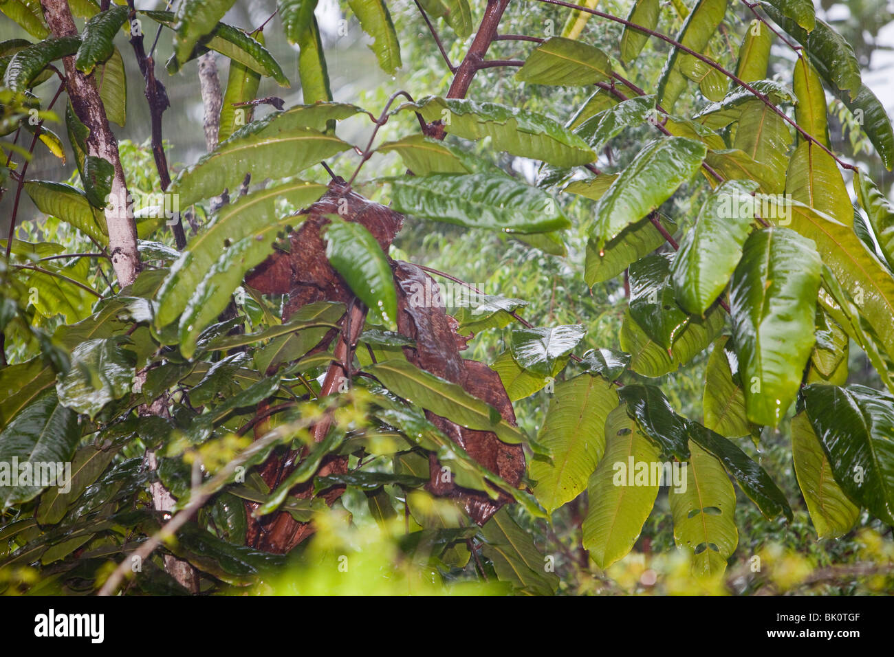 Daintree rain forest hi-res stock photography and images - Alamy