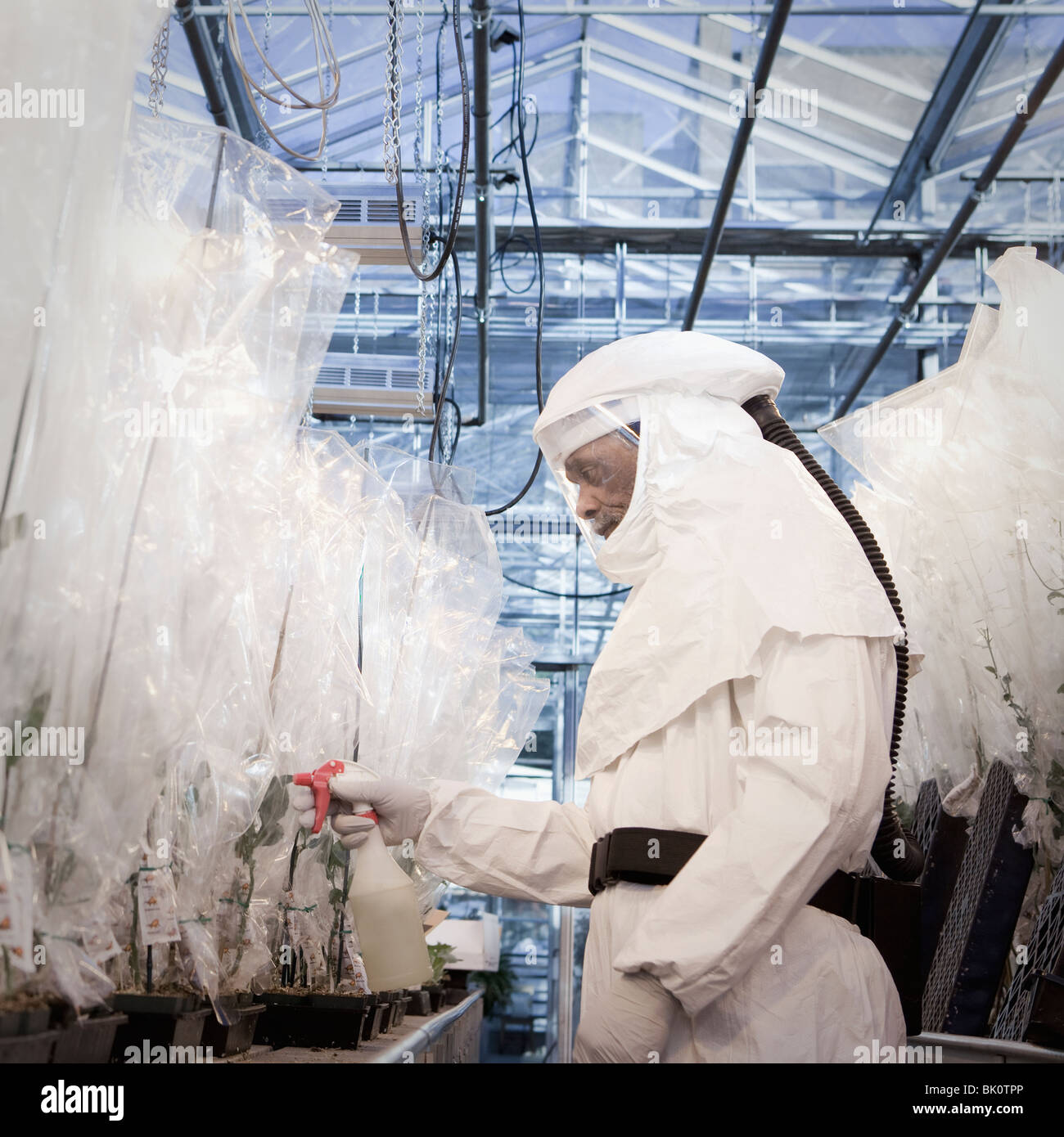 Scientist in clean suit working in greenhouse Stock Photo - Alamy