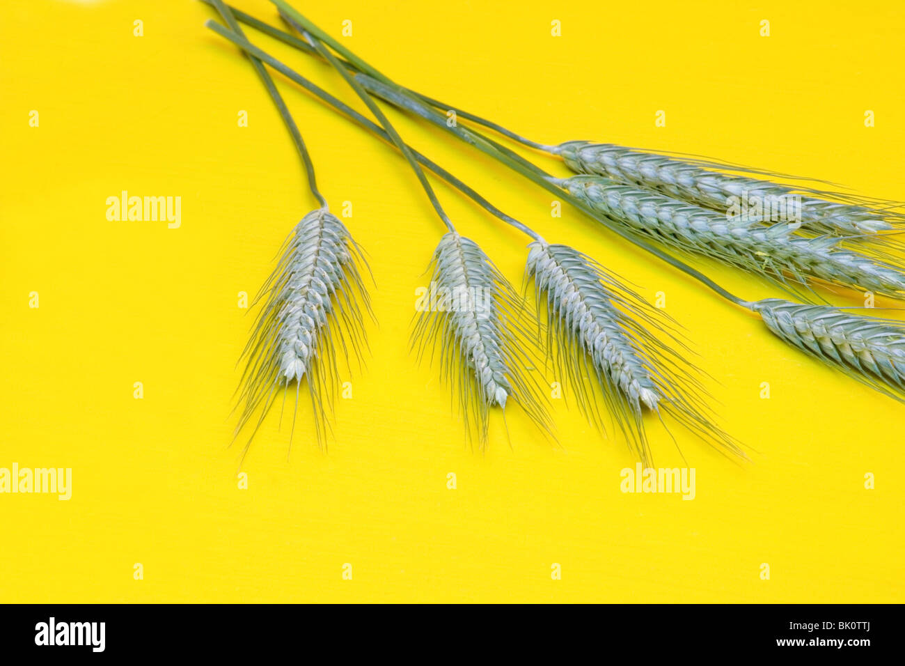 Wheat stalks on yellow background Stock Photo - Alamy