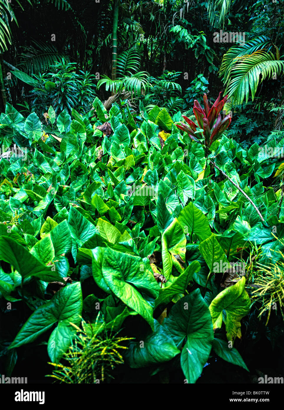 Ethnobotany garden hi-res stock photography and images - Alamy