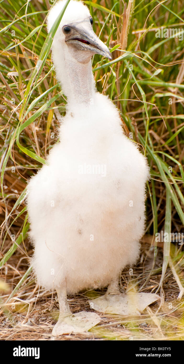 Mexico, Chamela Bay-Bird Island, New born Blue Footed baby chick in ...