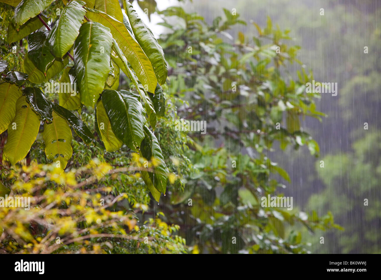 Daintree rain rainforest hi-res stock photography and images - Alamy