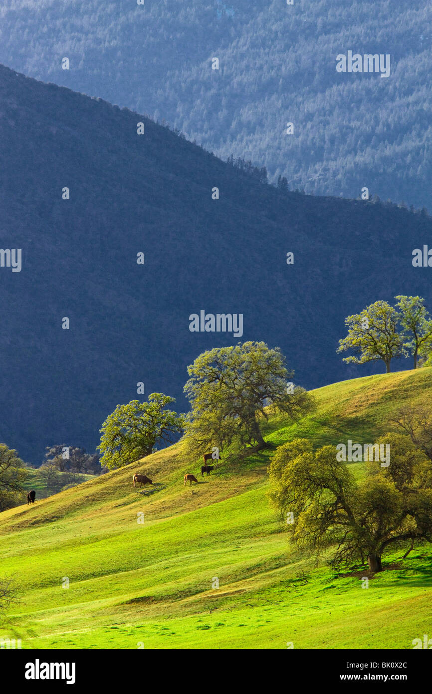 Woodlands hi-res stock photography and images - Alamy