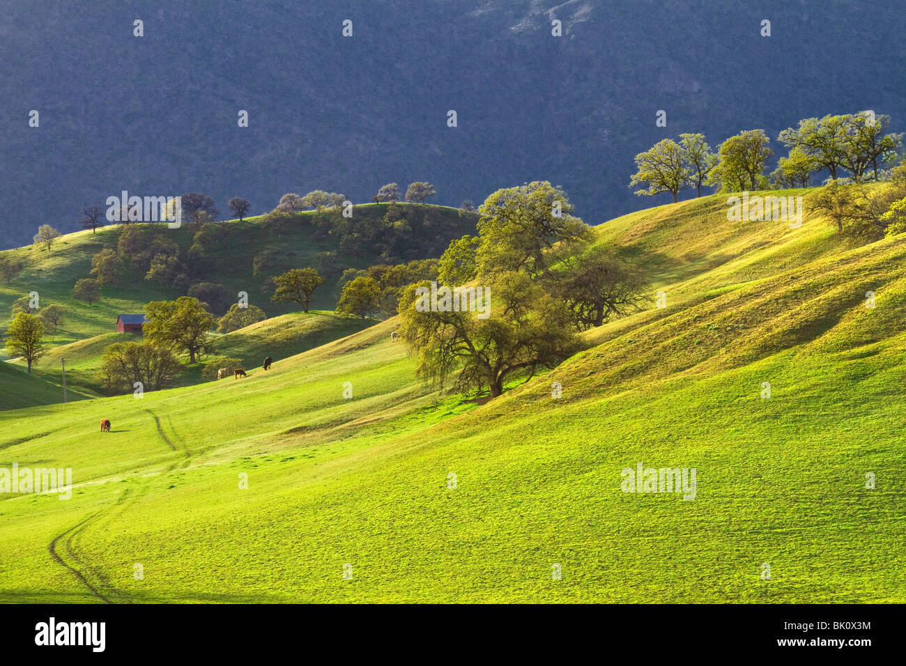 Spring in the oak woodlands in the foothills of the Sacramento Valley ...
